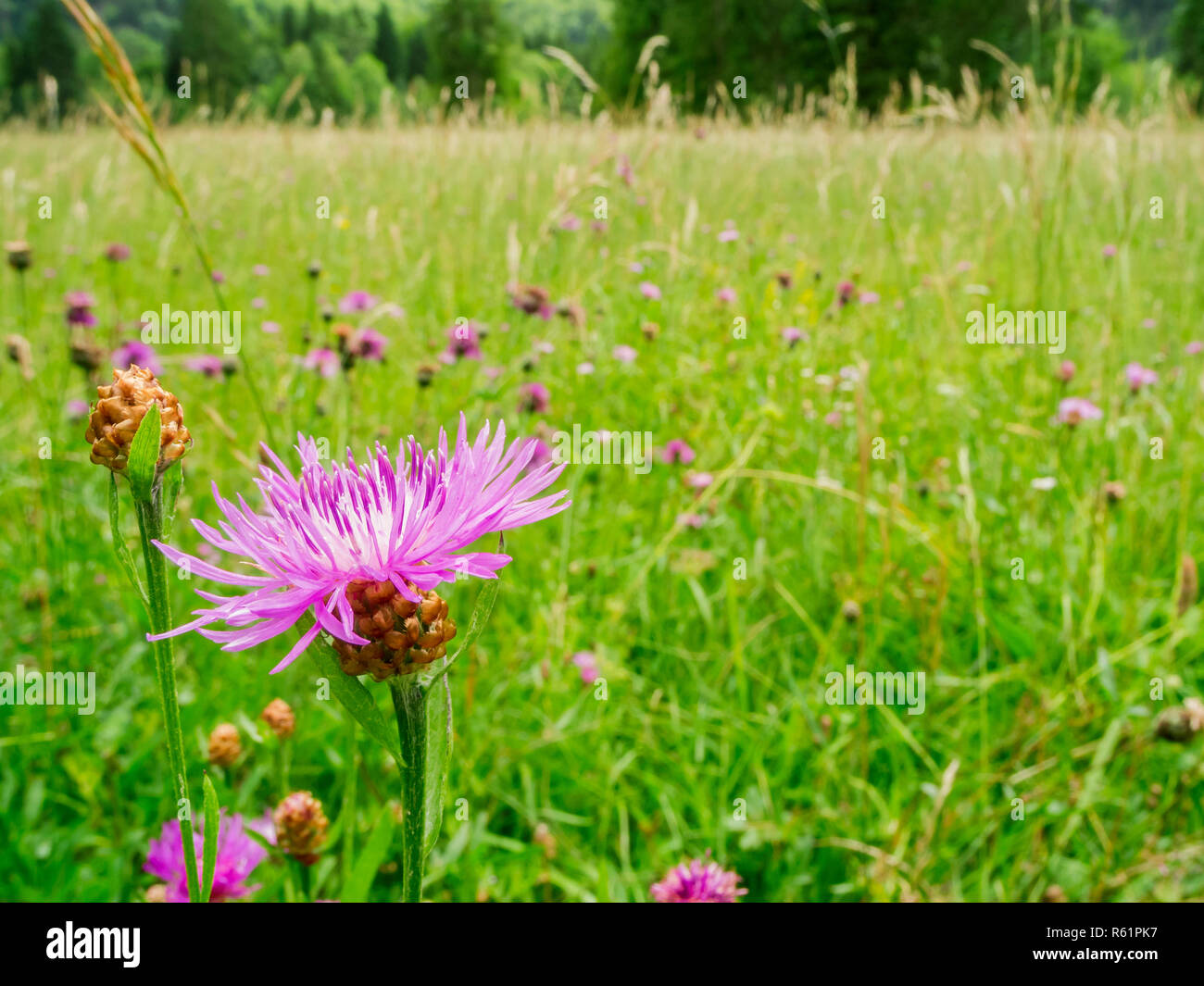 grasslands with meadows-flakes flowers Stock Photo - Alamy