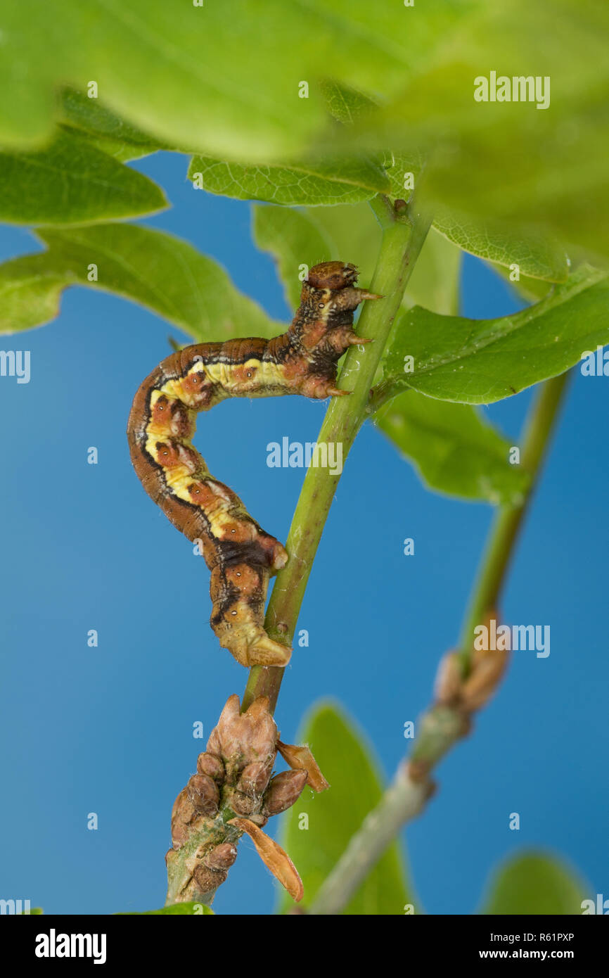 Mottled umber moth caterpillar hi-res stock photography and images - Alamy
