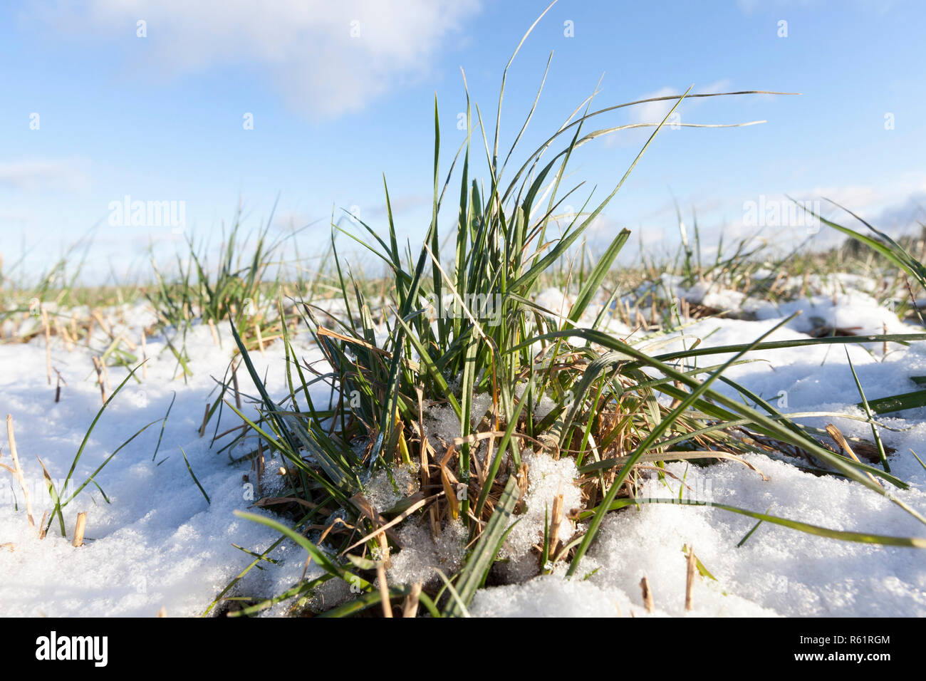 Tree with frost spruce bud Stock Photo - Alamy