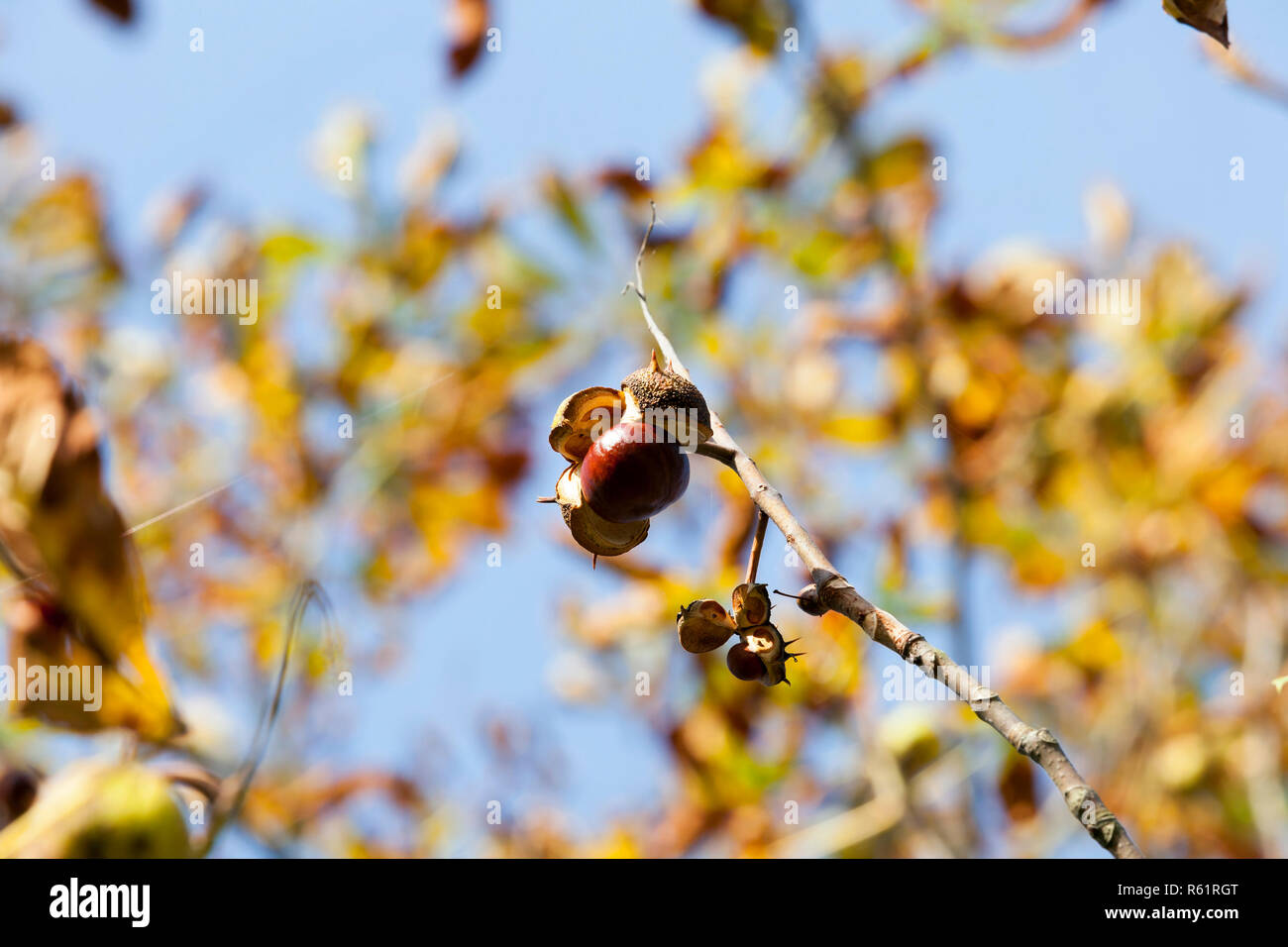 Tree with frost spruce bud Stock Photo - Alamy
