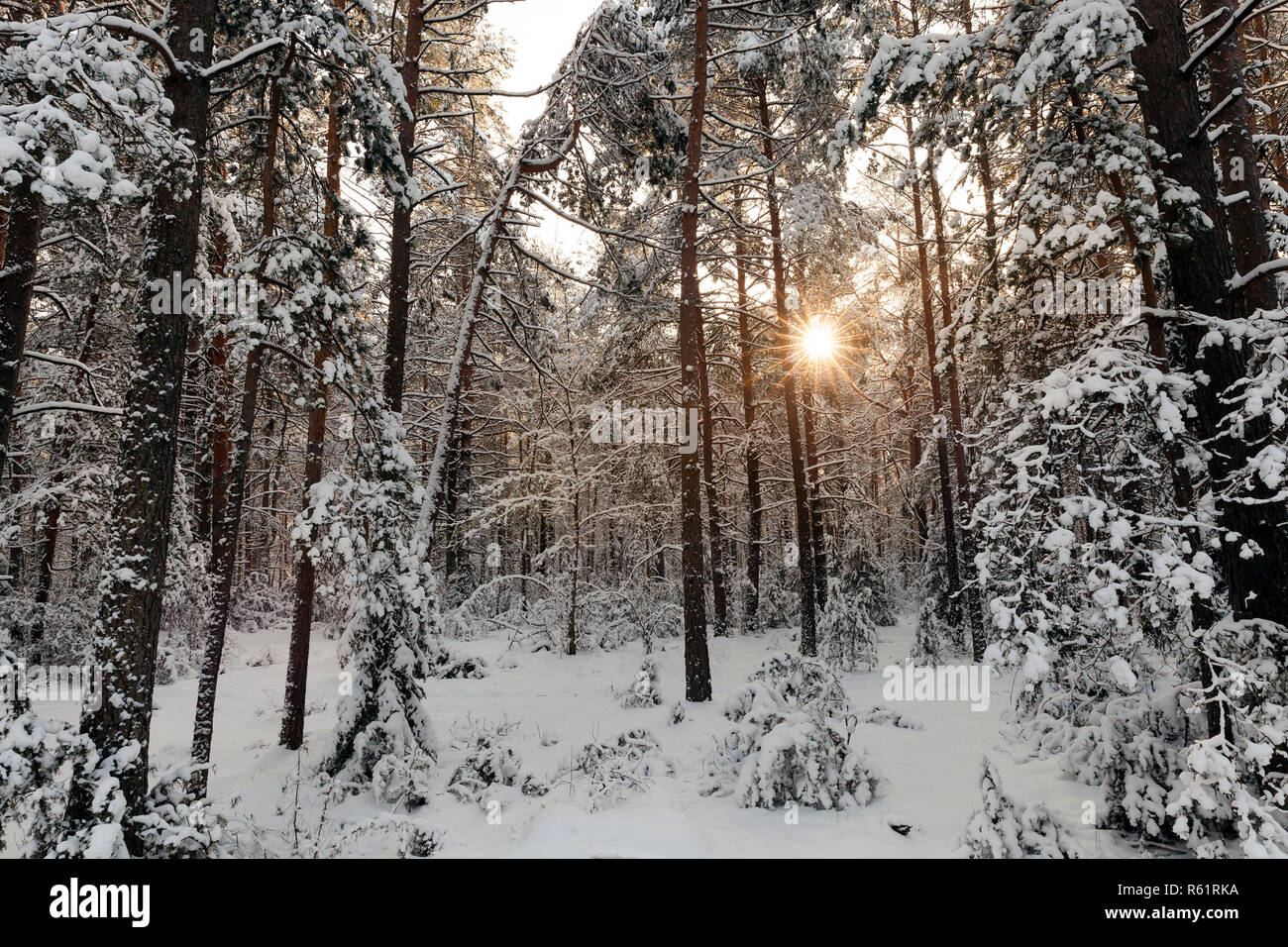 Tree with frost spruce bud Stock Photo - Alamy