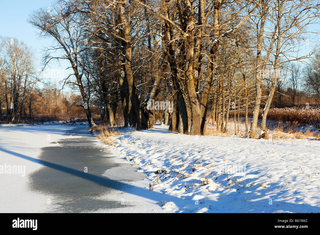 Tree with frost spruce bud Stock Photo - Alamy