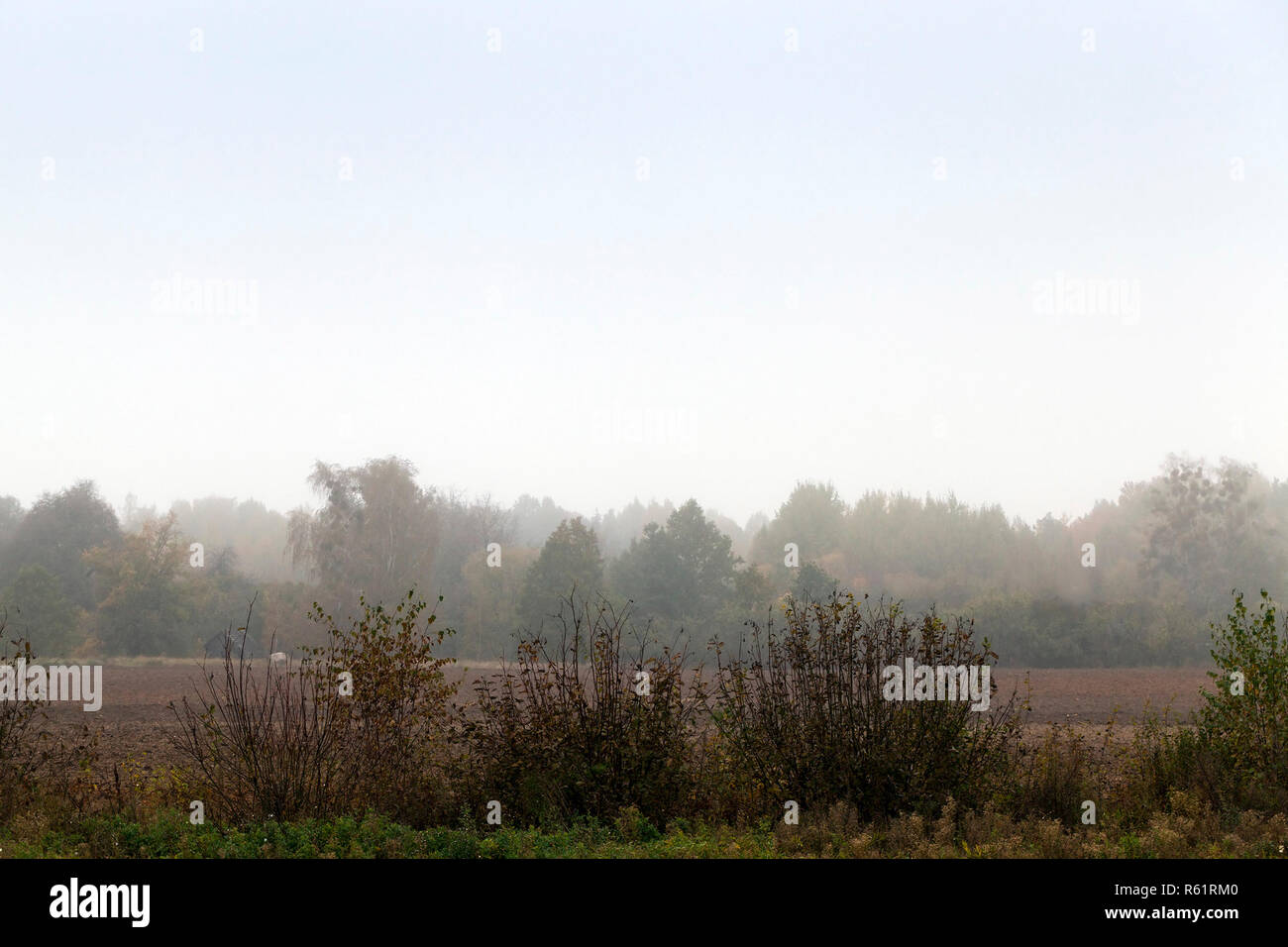 Tree with frost spruce bud Stock Photo - Alamy