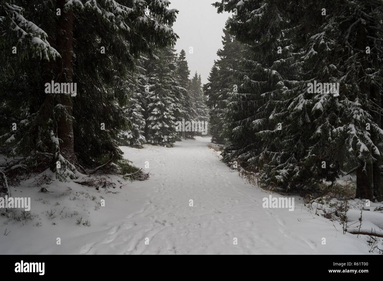 Heavy snowstorm in the fir forest. Path extending into the distance ...