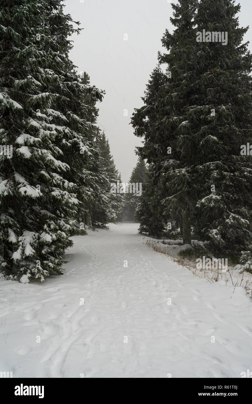 Heavy snowstorm in the fir forest. Path extending into the distance ...