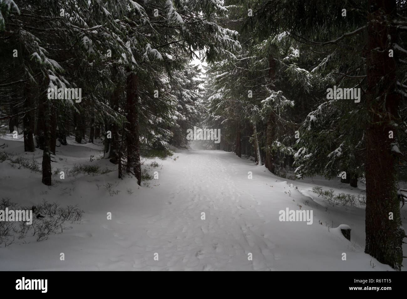 Heavy snowstorm in the fir forest. Path extending into the distance ...