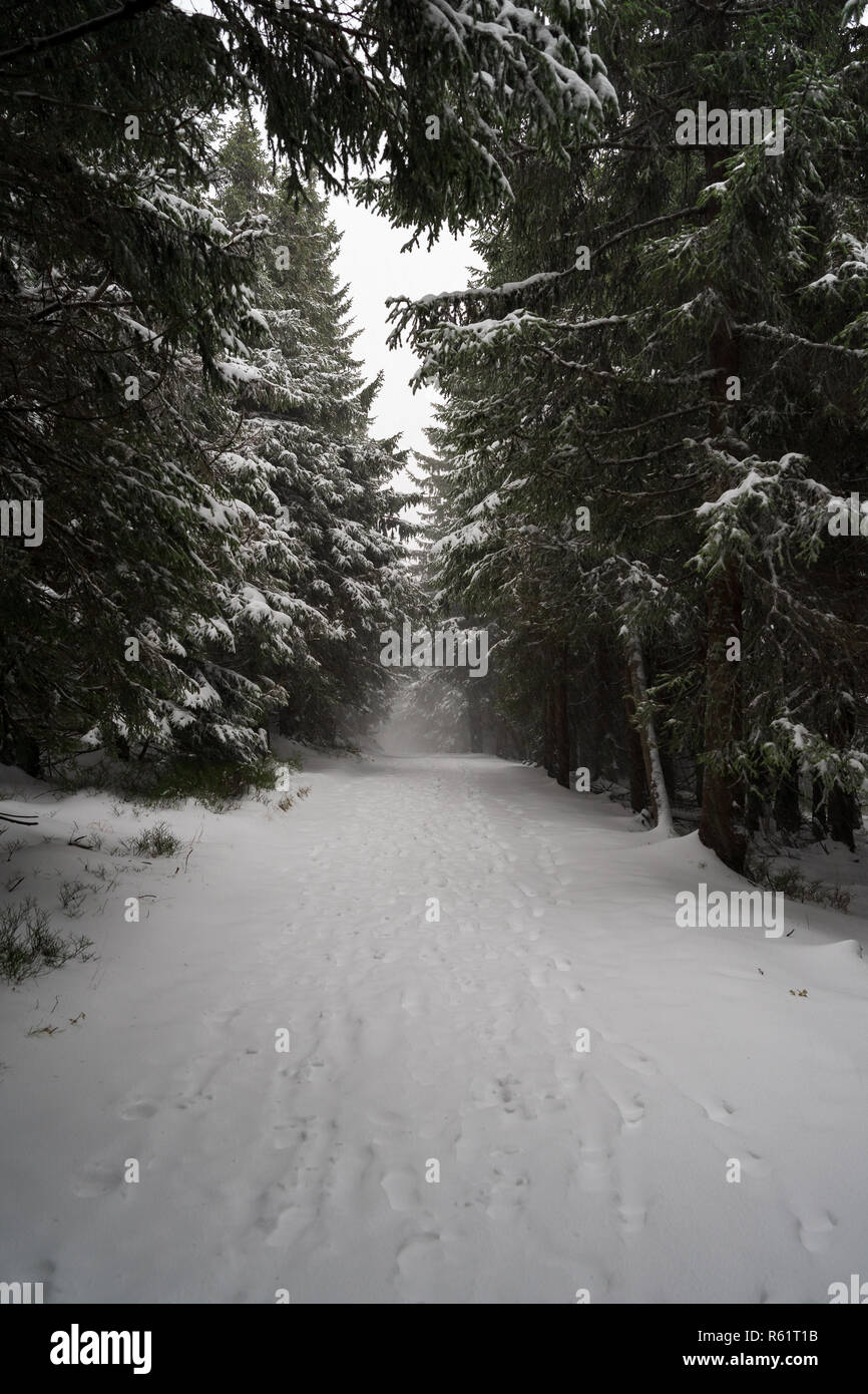 Heavy snowstorm in the fir forest. Path extending into the distance ...