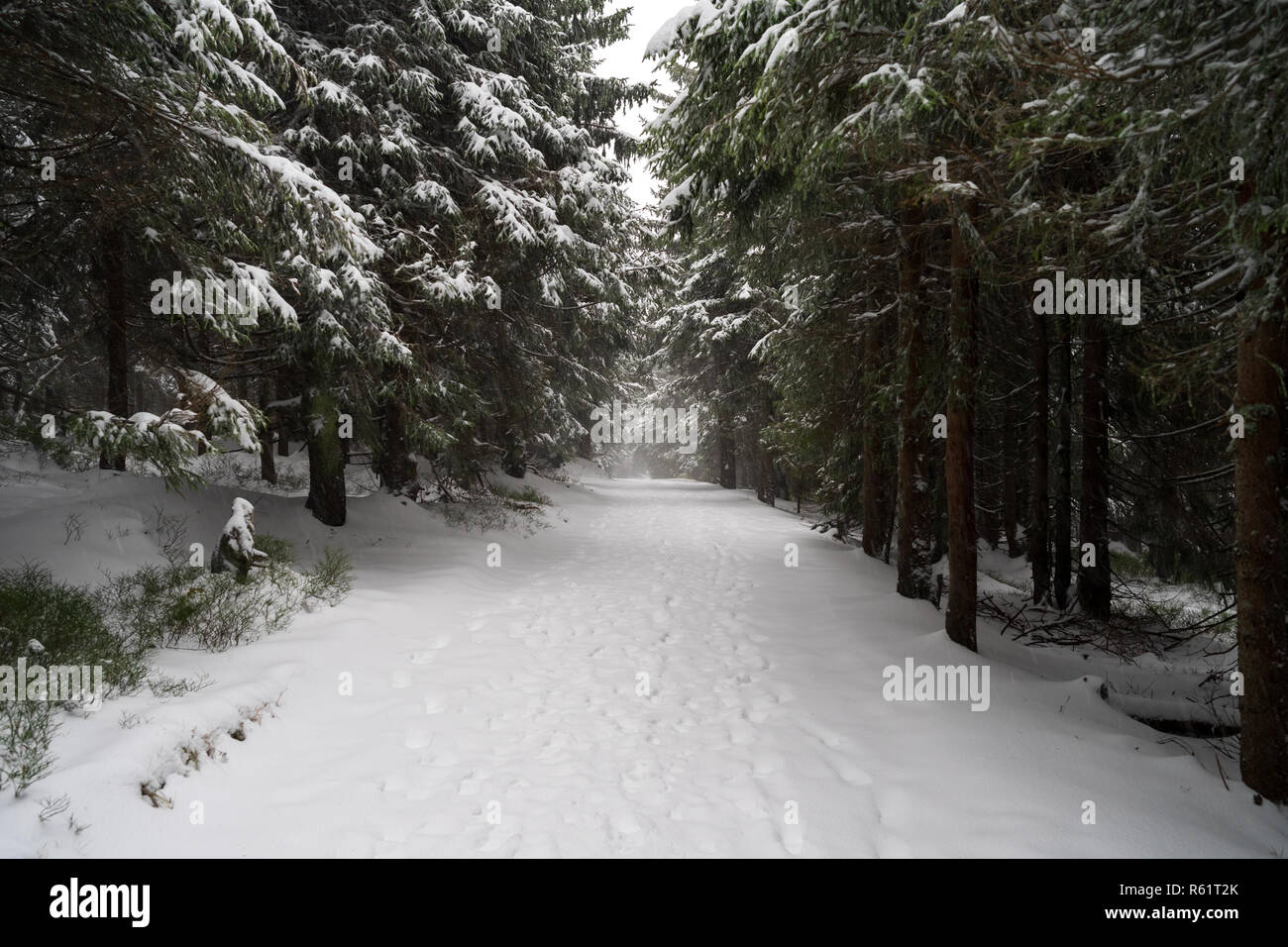 Heavy snowstorm in the fir forest. Path extending into the distance ...