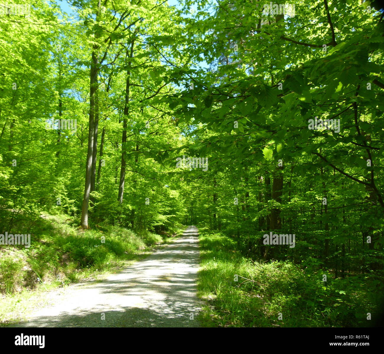 forest walk in the spring Stock Photo - Alamy