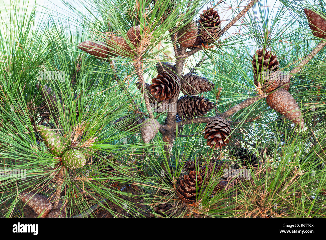 Pinus nigra crimean pine pallasiana hi-res stock photography and images ...