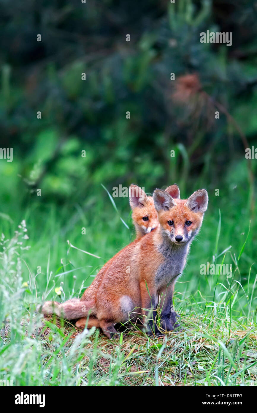 Foxes in the forest hi-res stock photography and images - Alamy