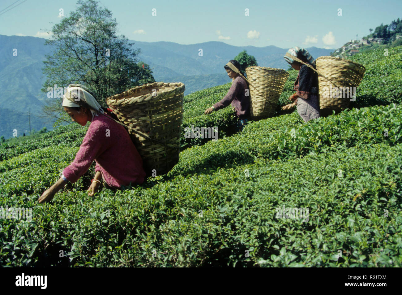 Darjeeling india tea picker hi-res stock photography and images - Alamy