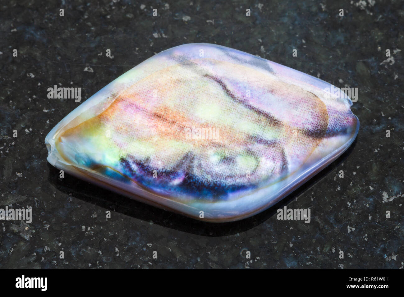 Rainbow abalone shell hi-res stock photography and images - Alamy