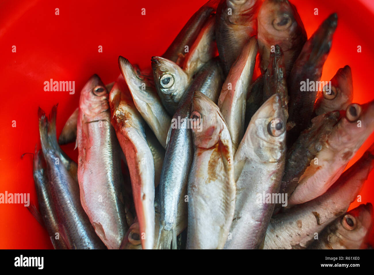 Fish sprat. Red background Stock Photo - Alamy