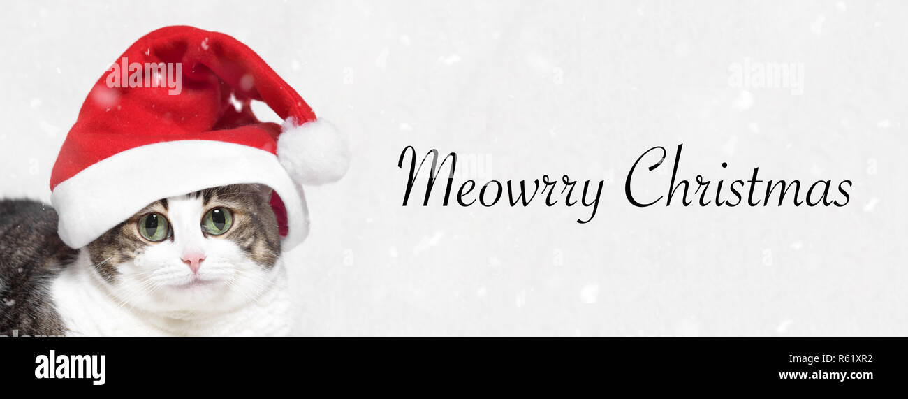 Christmas banner, cat santa Stock Photo - Alamy