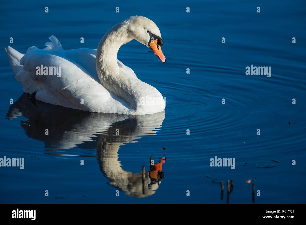 Reflection of Swan Stock Photo - Alamy