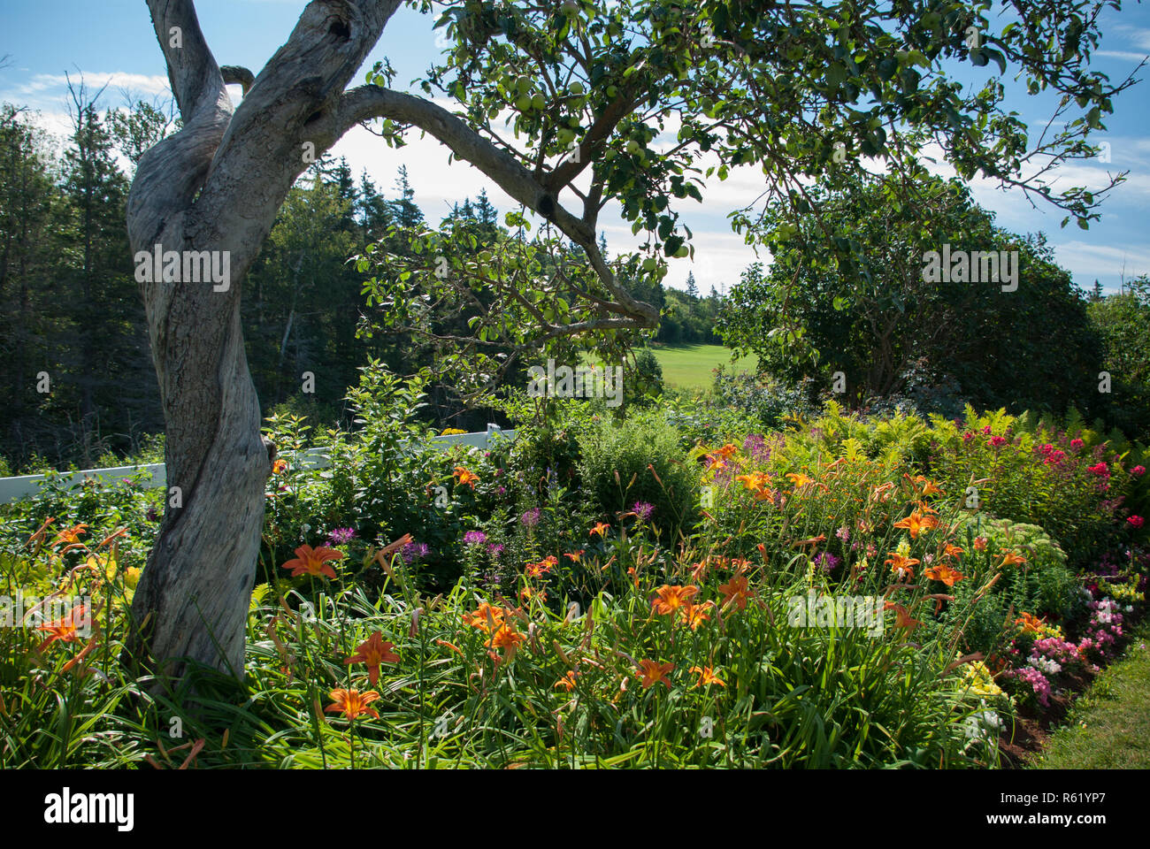 view of the garden of anne of green gables site on prince edward island ...