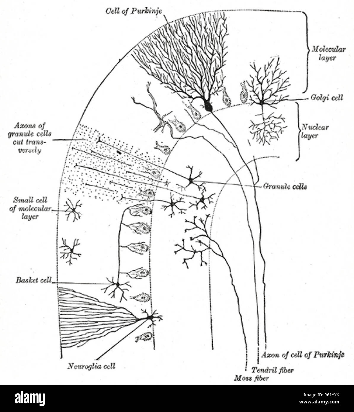 Principal Cell High Resolution Stock Photography and Images - Alamy
