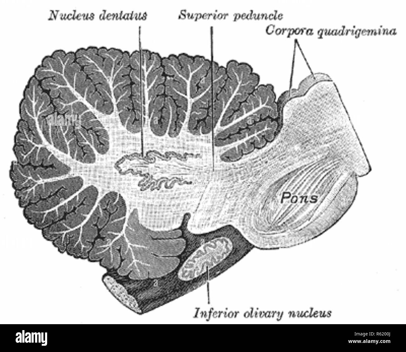 Sagittal Section High Resolution Stock Photography and Images - Alamy