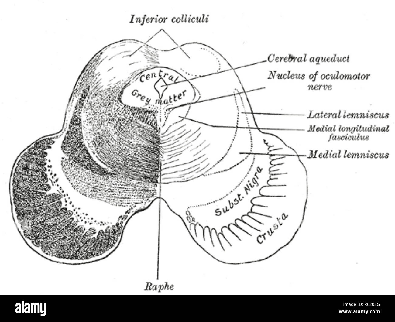 Colliculus High Resolution Stock Photography and Images - Alamy