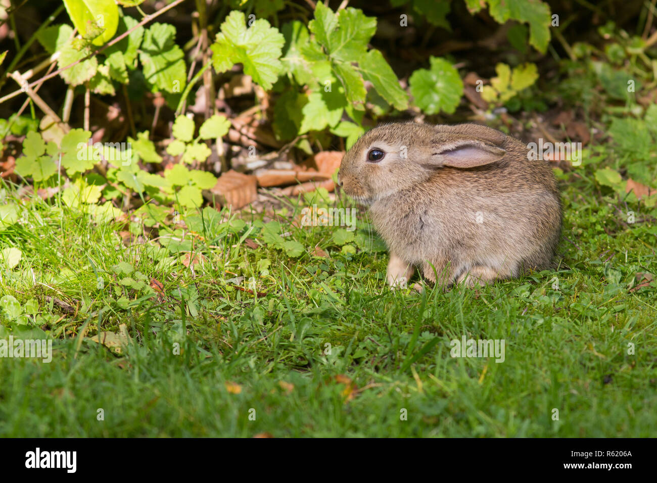 Wild rabbit with young rabbits hi-res stock photography and images - Alamy