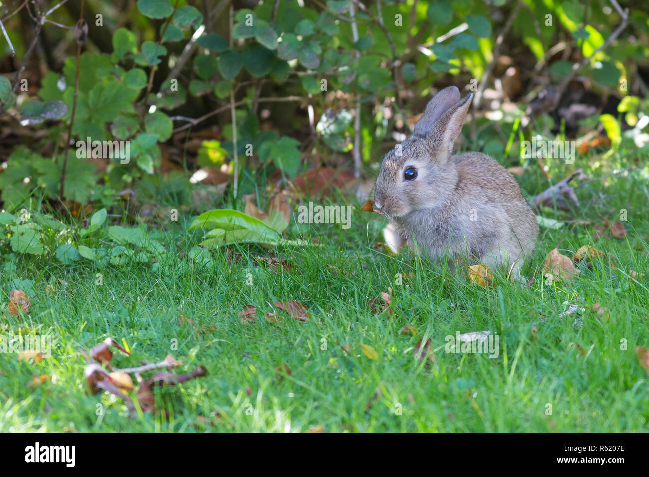 Wild rabbit with young rabbits hi-res stock photography and images - Alamy
