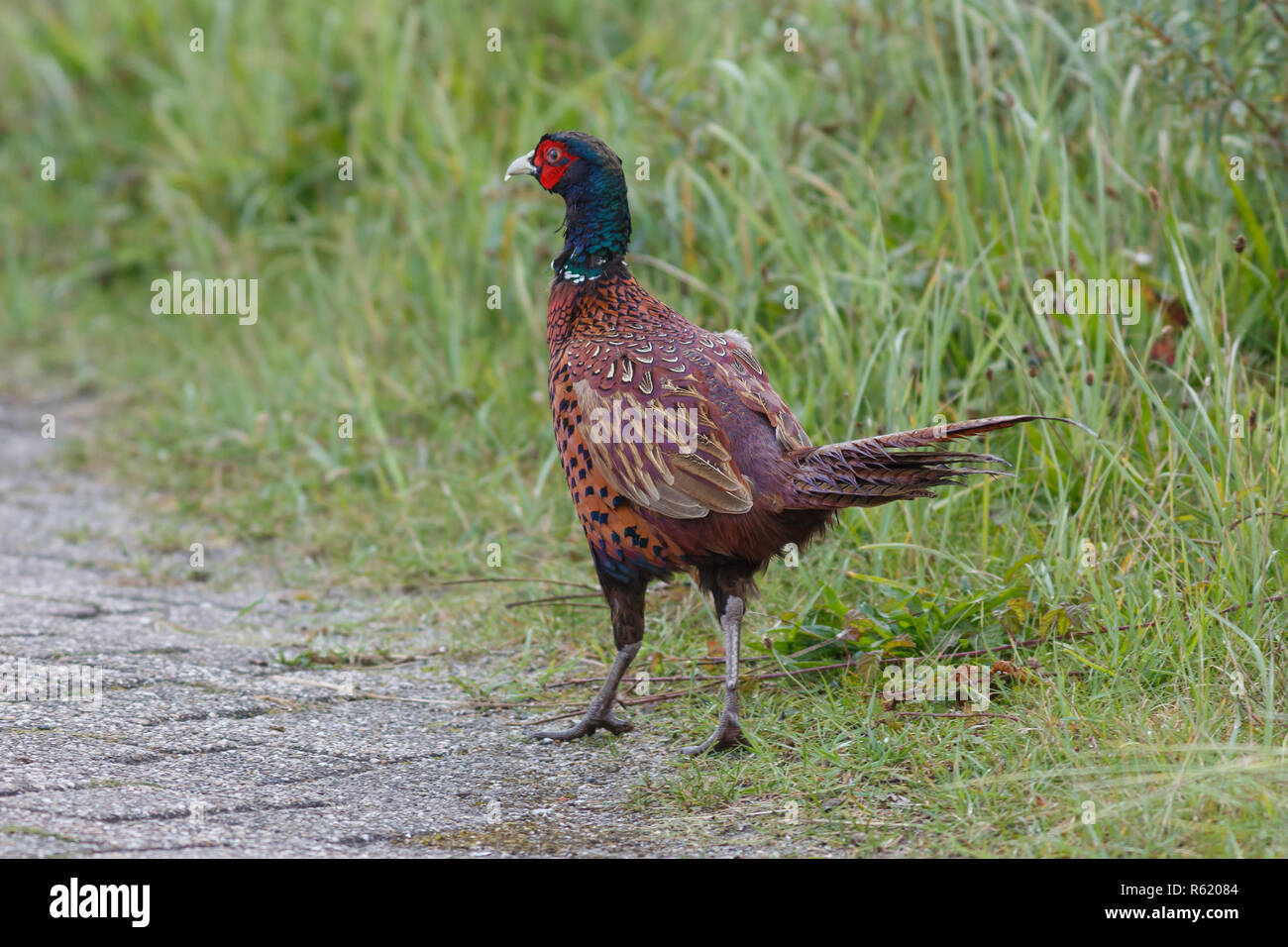 Fasan animal hi-res stock photography and images - Alamy