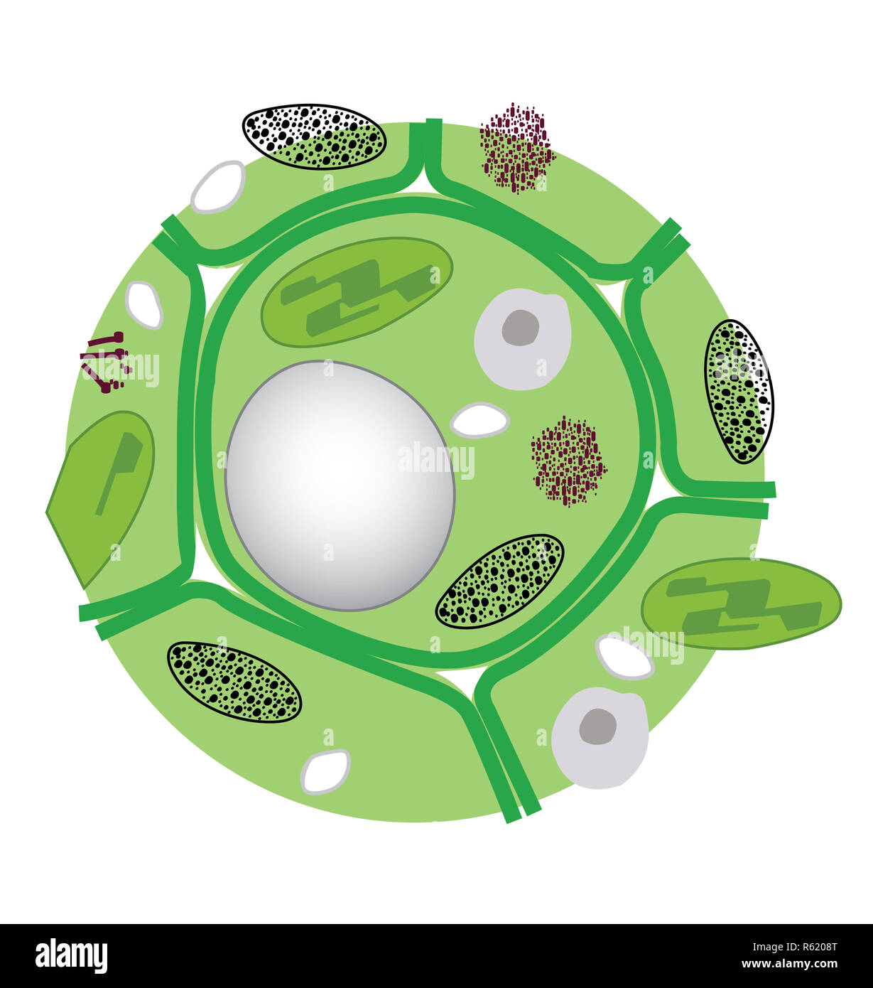 Cell membrane structure close hi-res stock photography and images - Alamy