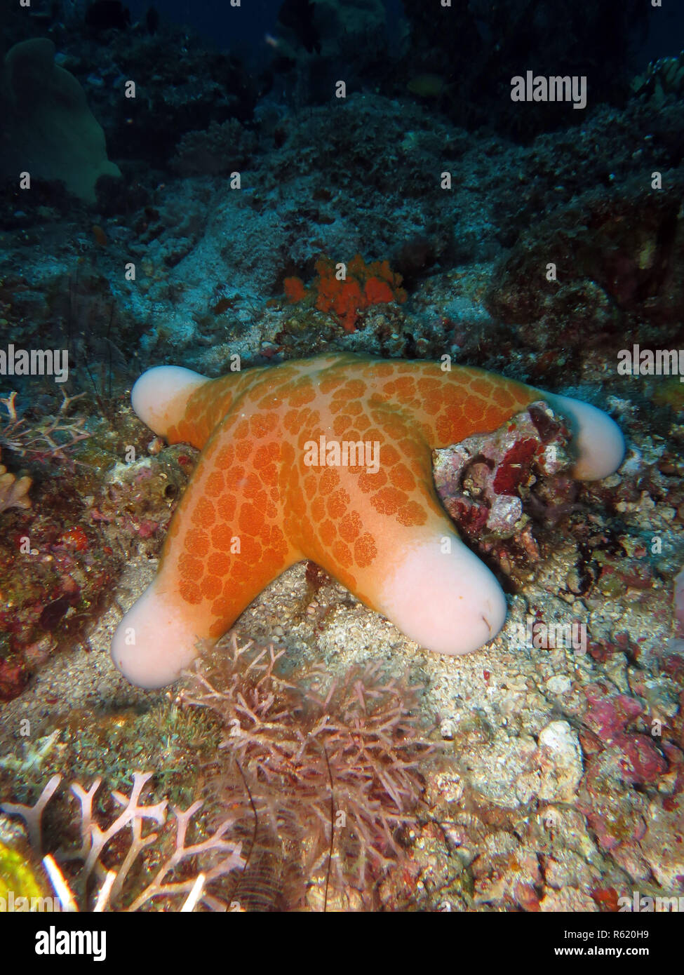 roller sea star (choriaster granulatus),roller star,grained cushion ...