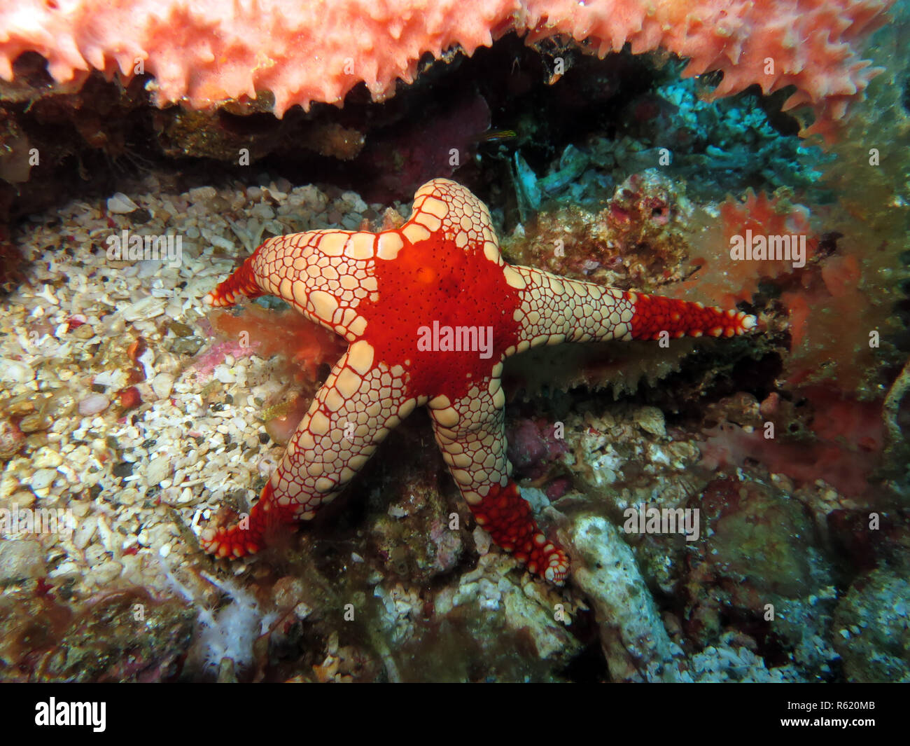 pearl starfish (fromia monilis Stock Photo - Alamy