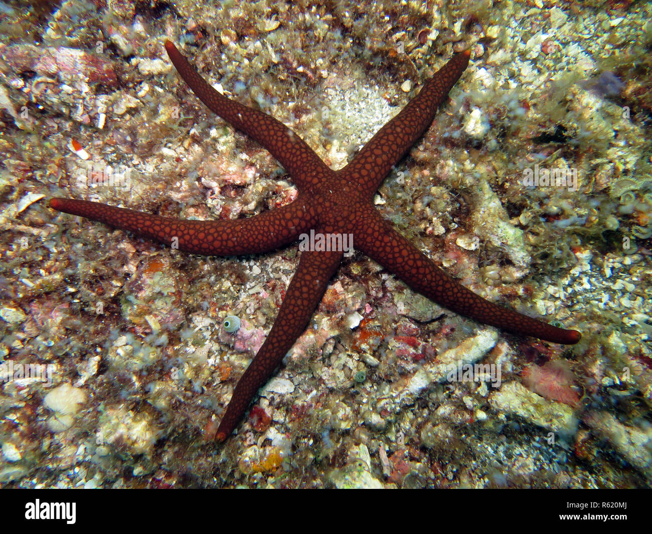 Galatheae hi-res stock photography and images - Alamy