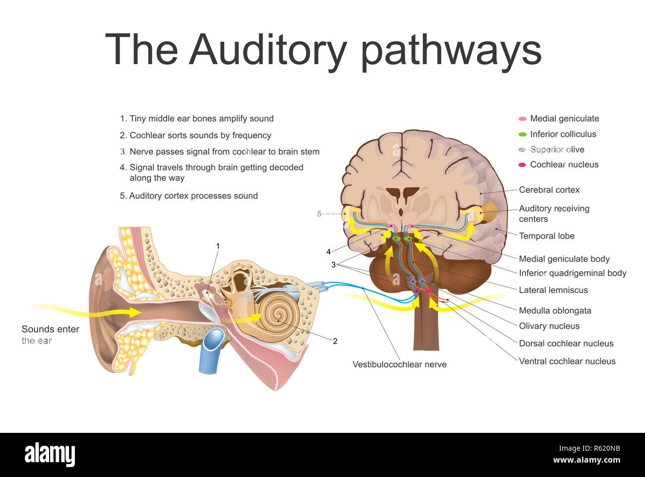 Auditory nerve definition psychology - dungateway