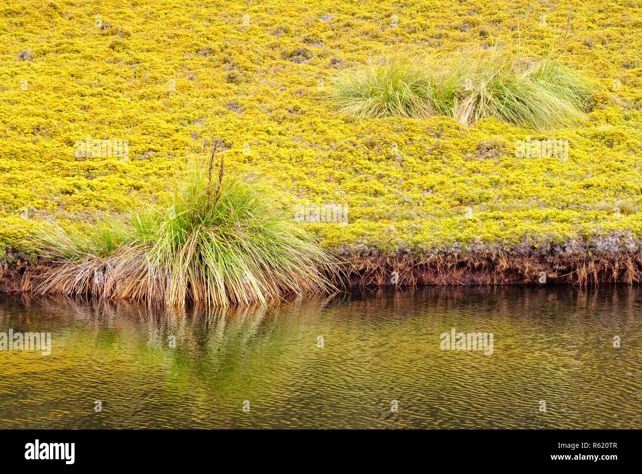 King Billy Track - Cradle Mountain Stock Photo - Alamy