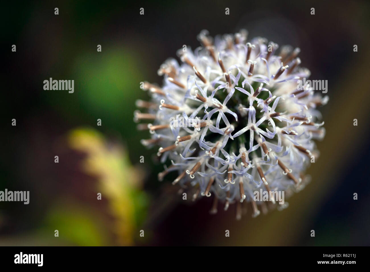 Flower head of Alium plant Stock Photo - Alamy