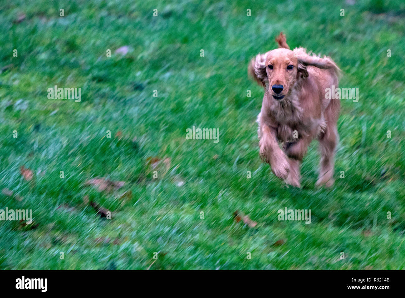puppy dog running Stock Photo - Alamy