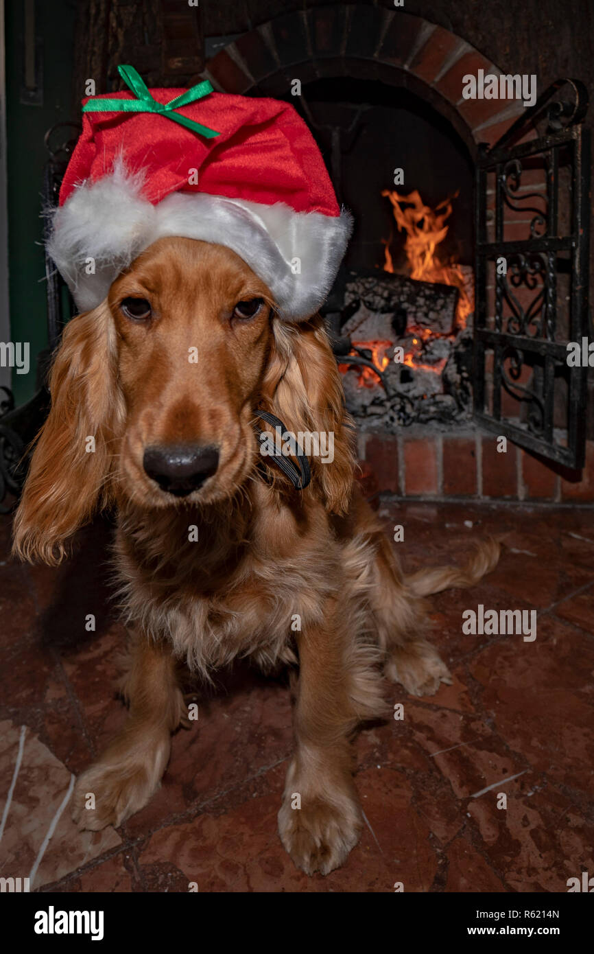 Puppy star christmas hi-res stock photography and images - Alamy