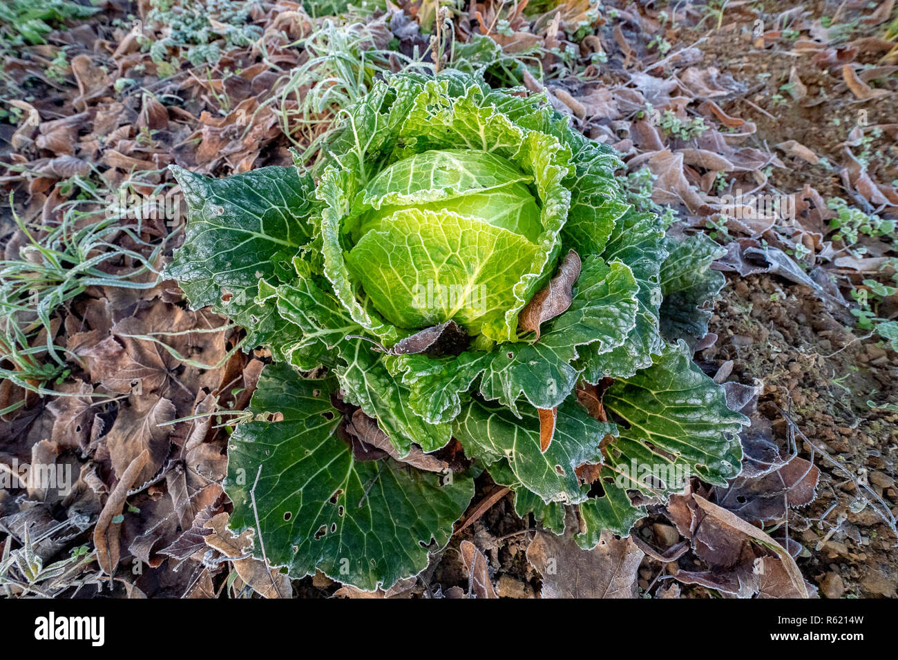 frozen cabbage in the courtyard vegetable garden Stock Photo - Alamy
