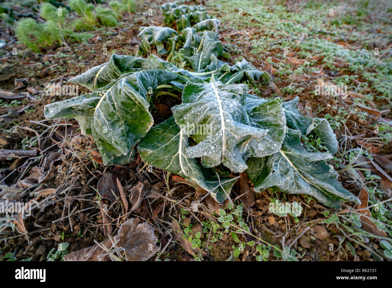 frozen cabbage in the courtyard vegetable garden Stock Photo - Alamy