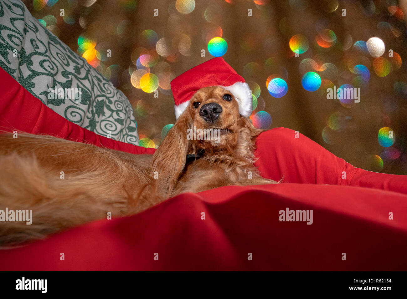 Santa dressed newborn puppy dog christmas Stock Photo - Alamy