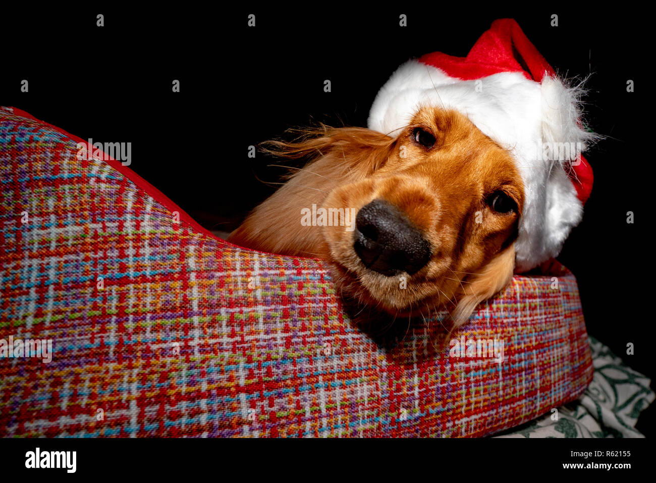 Puppy star christmas hi-res stock photography and images - Alamy