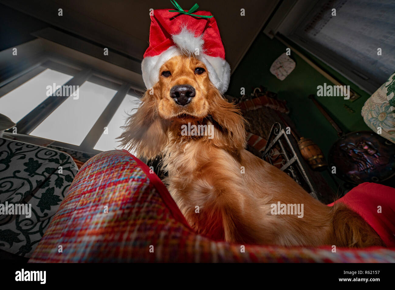 Puppy star christmas hi-res stock photography and images - Alamy