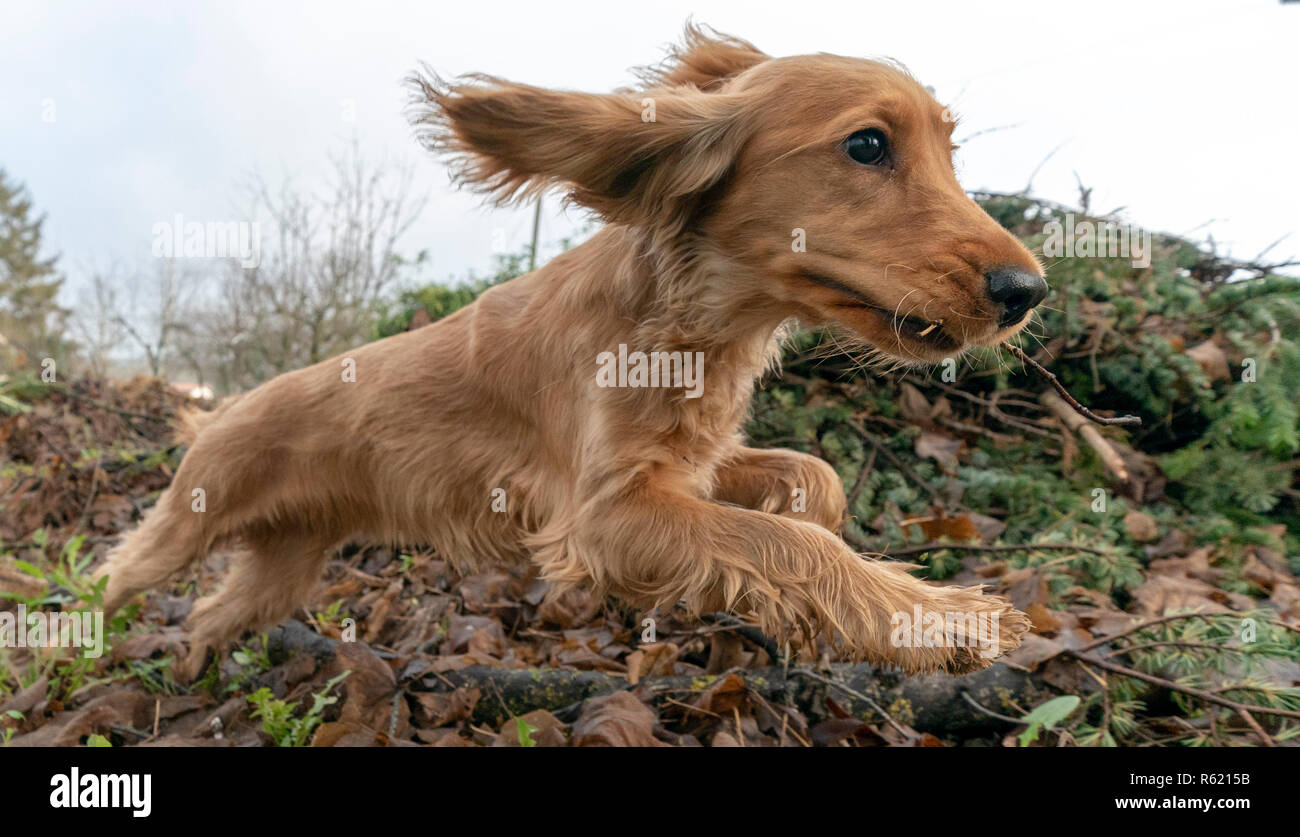 happy puppy dog cocker spaniel jumping in the courtyard Stock Photo - Alamy