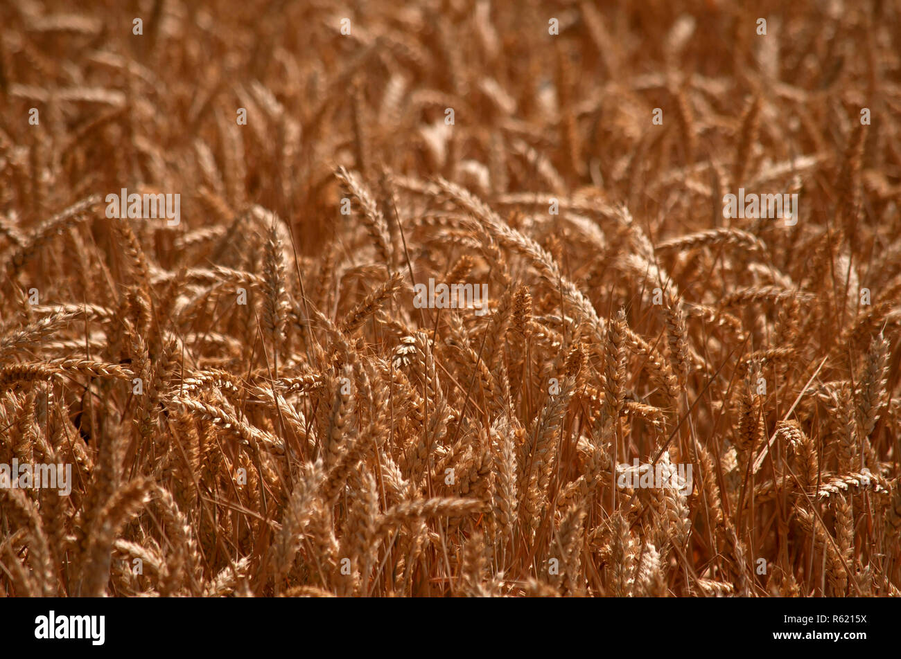 Wheat field ready for harvest Stock Photo - Alamy