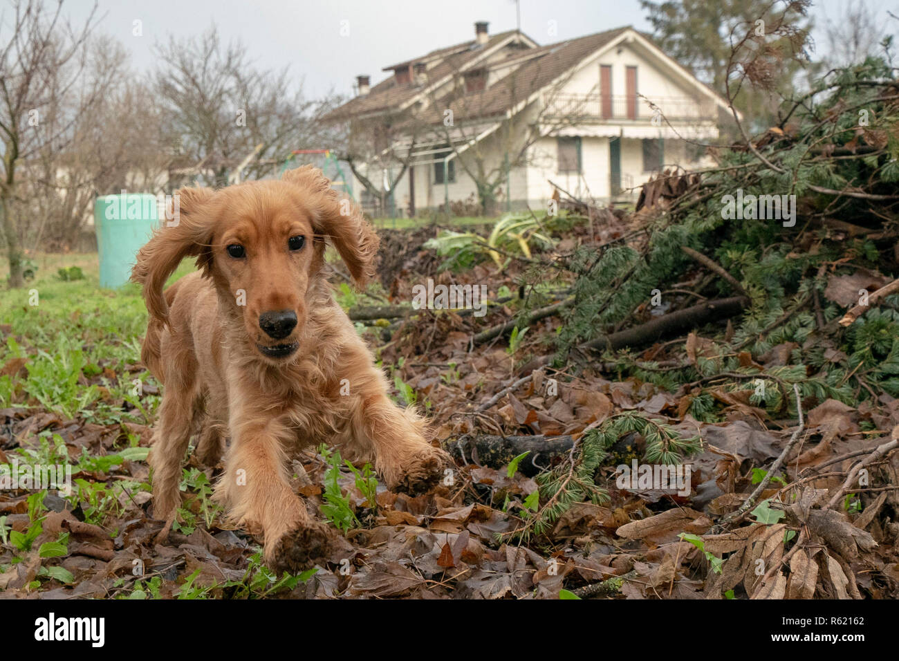 happy puppy dog cocker spaniel jumping in the courtyard Stock Photo - Alamy