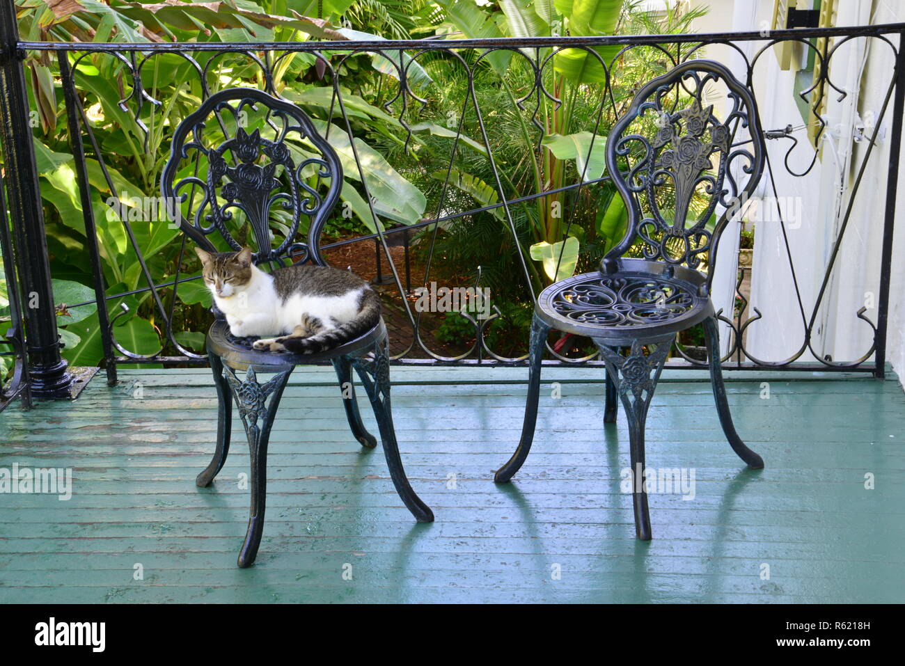 A cat resting on a wrought iron chair at the Florida Keys Stock Photo ...