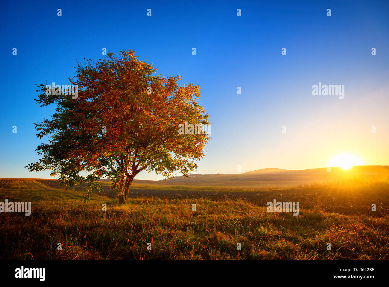 Walnut tree in the evening hi-res stock photography and images - Alamy