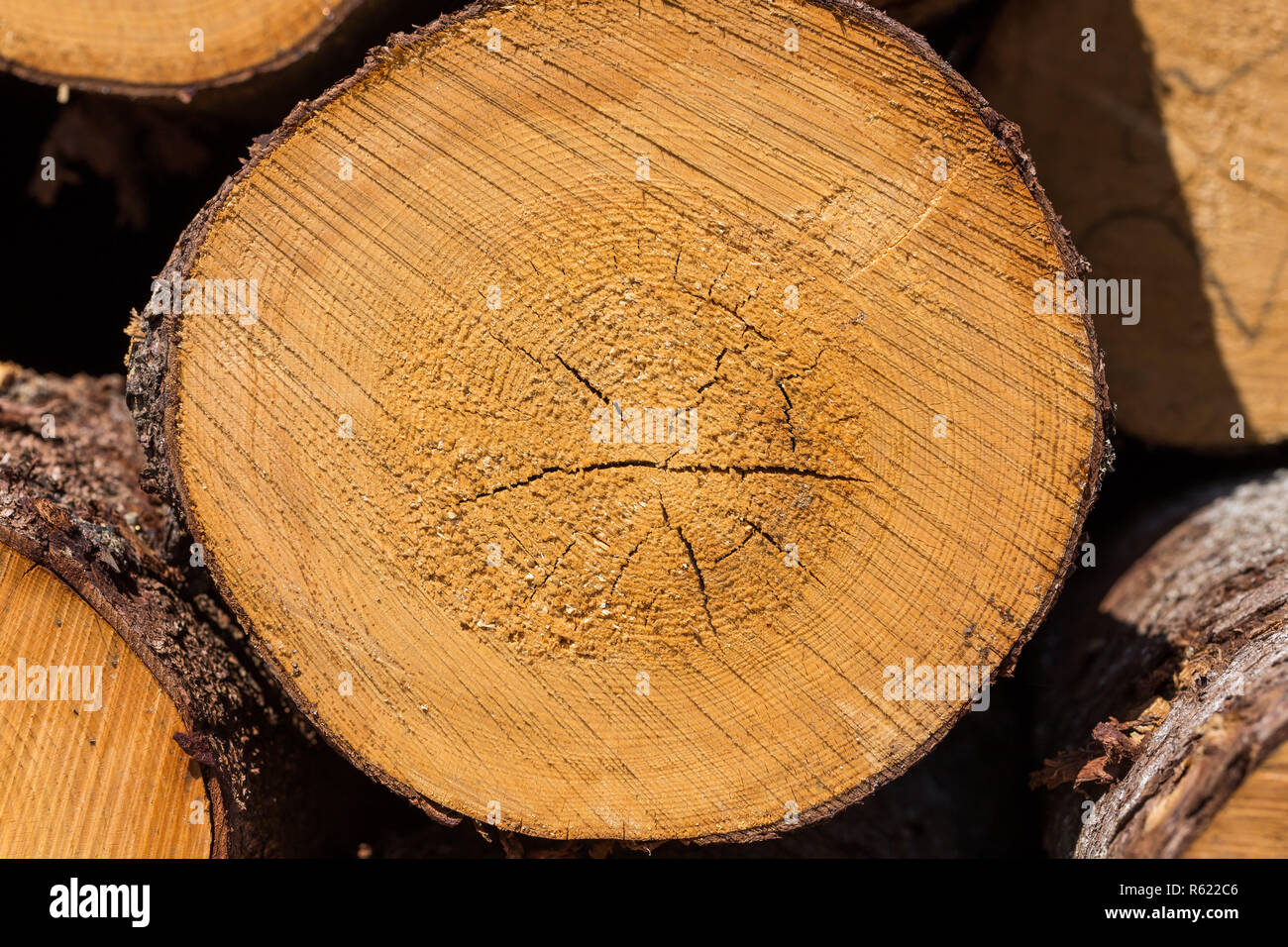 Cut teak logs hi-res stock photography and images - Alamy