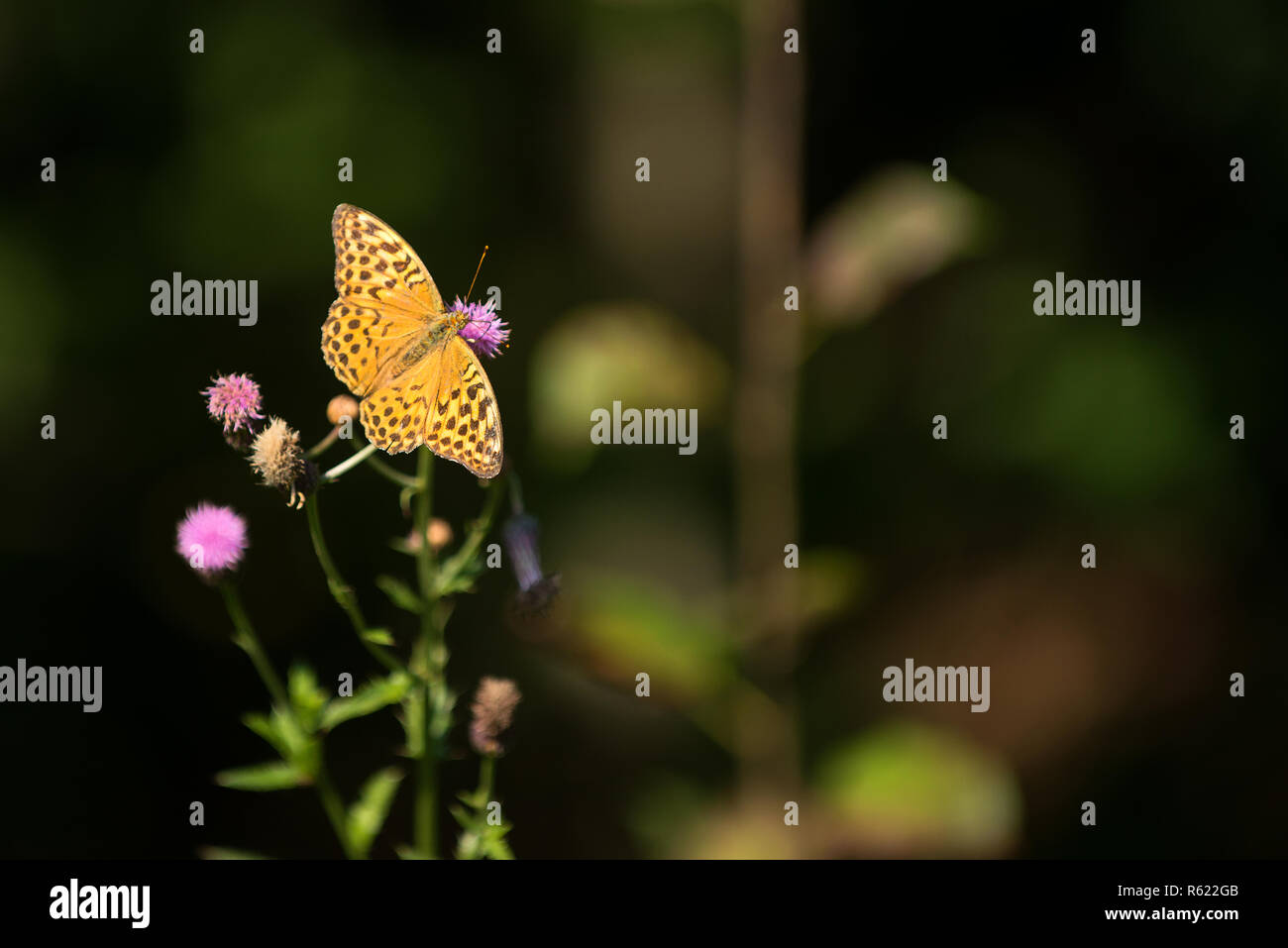 Butterfly in summer hi-res stock photography and images - Alamy