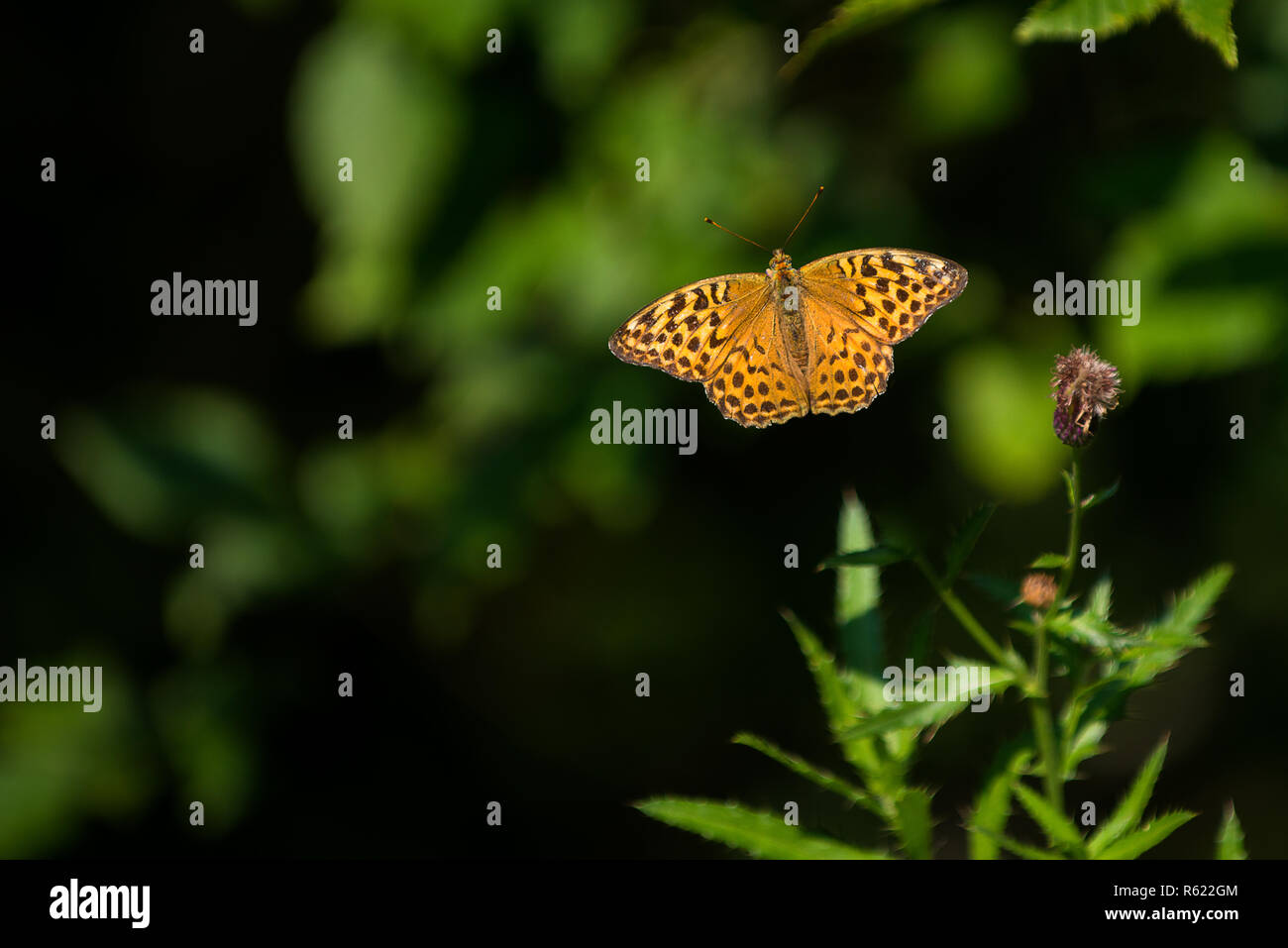 Beautifull butterfly flying Stock Photo - Alamy