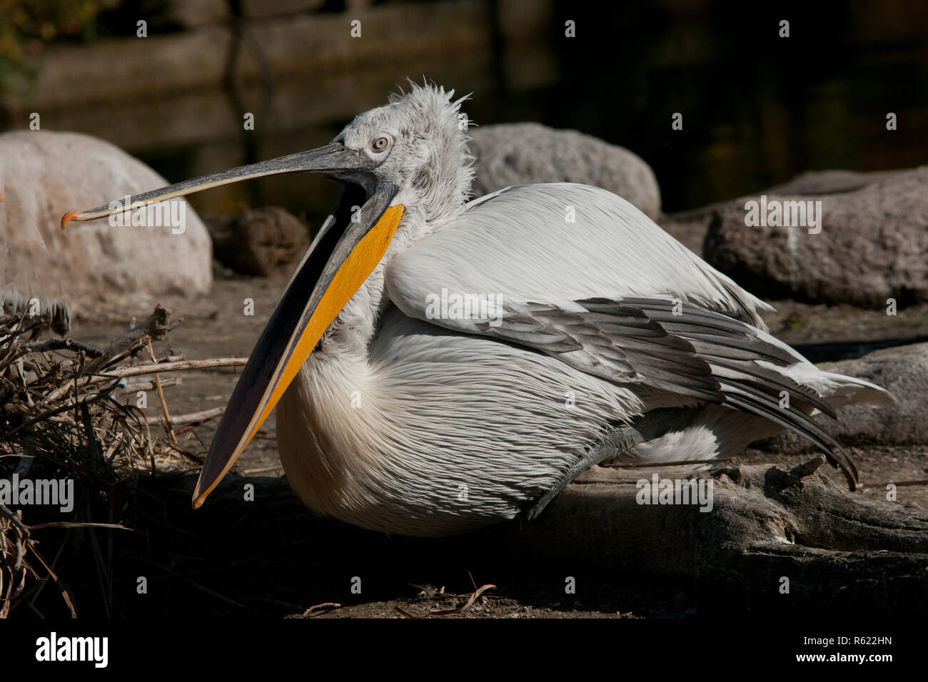 Langer Schnabel High Resolution Stock Photography and Images - Alamy